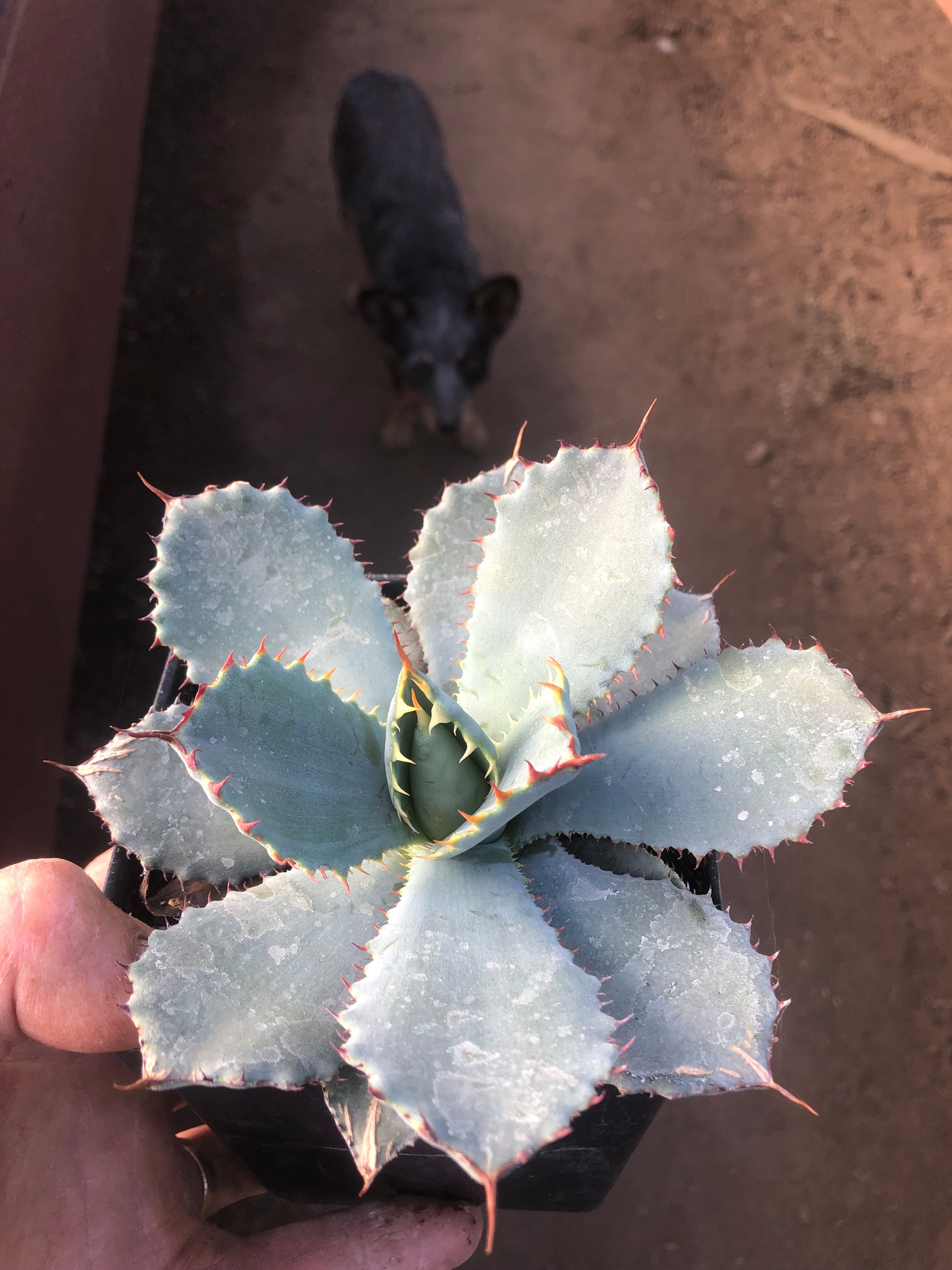 100% Pure Silk Taffeta 32 MOMME COPPER X BLUE color 54" wide TAF326 ...